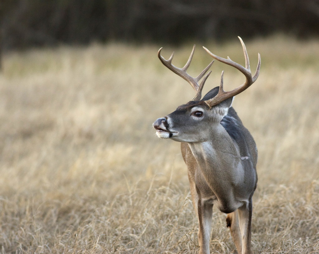 White-tailed Deer Surveys, MLDP Applications - Texas Wildlife ...