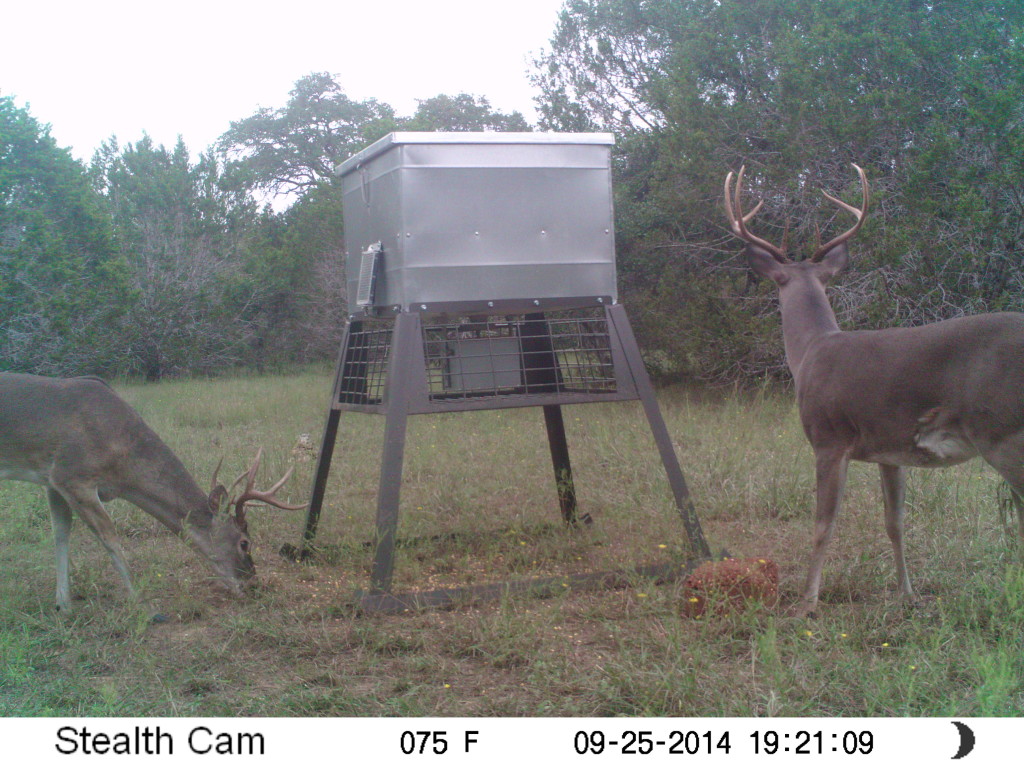 Lights, Camera, Action: It’s White-tailed Deer Survey Season! - Texas ...