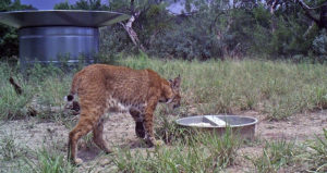 Wildlife Water Stations & Water Guzzlers | Landmark Wildlife Management