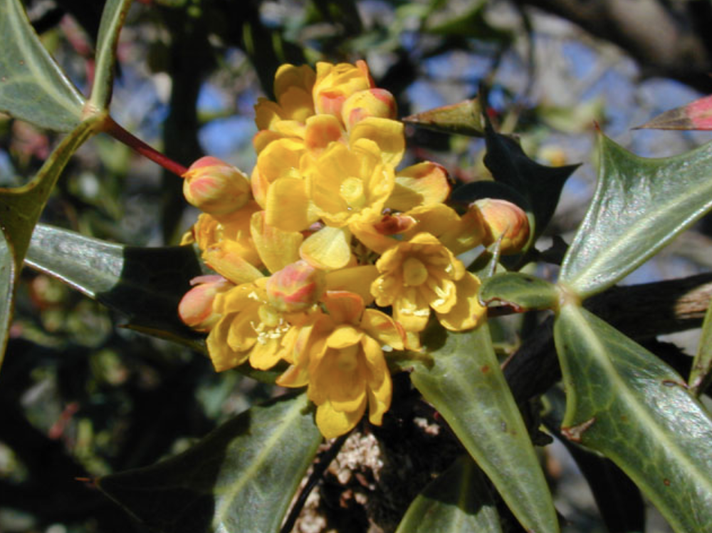 Exploring Texas's Native Flora: Mahonia Trifoliolata or Agarita - Texas ...