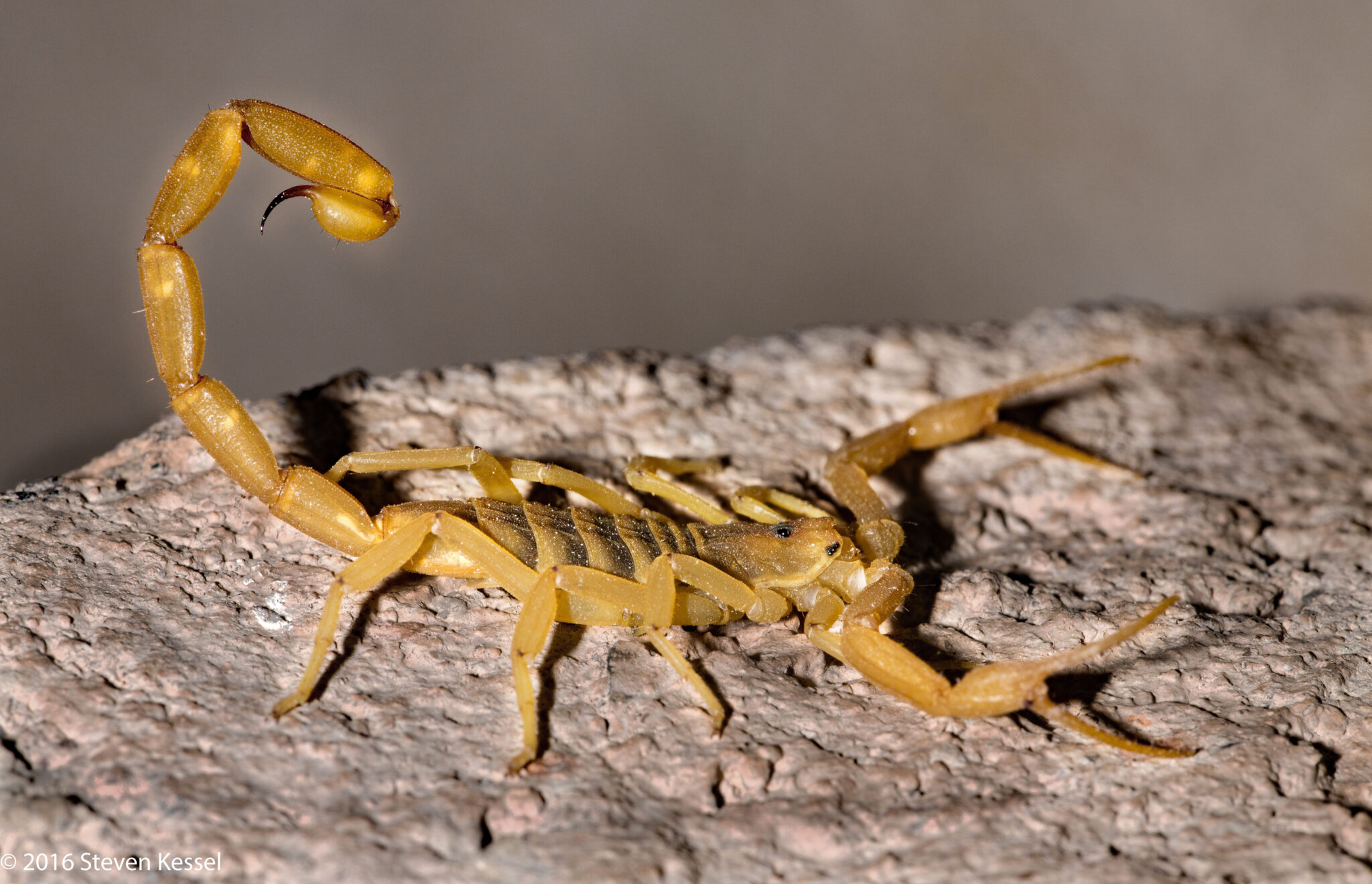 Scorpions in Texas: What’s Actually Happening Around Your Property ...